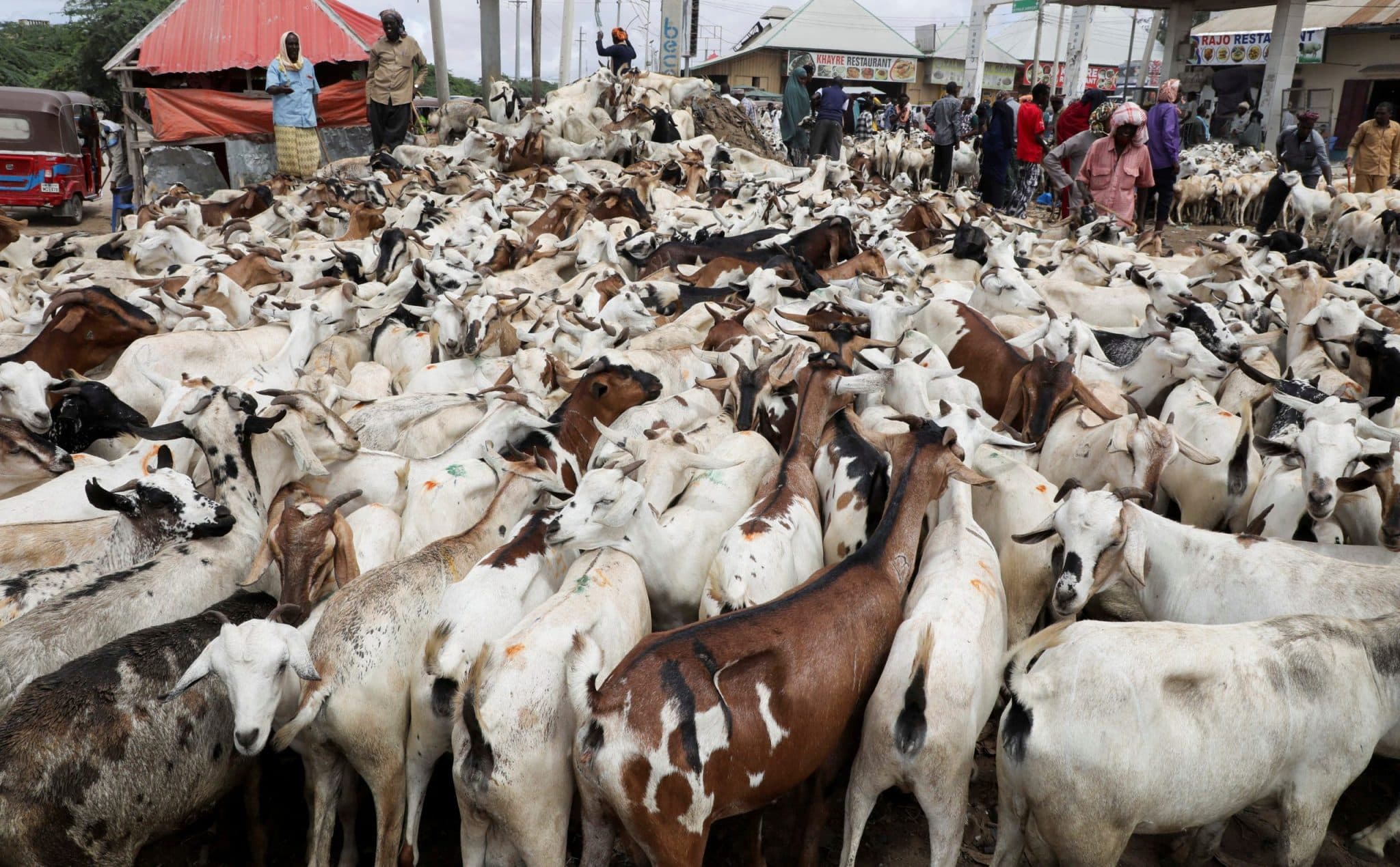 Somalia's livestock trade booms amid rivals' decline